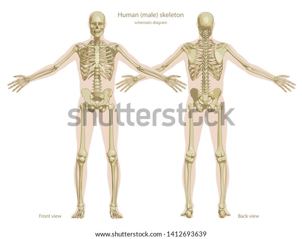 Schematic Diagram Human Skeleton Body Silhouette Stock-vektor ...