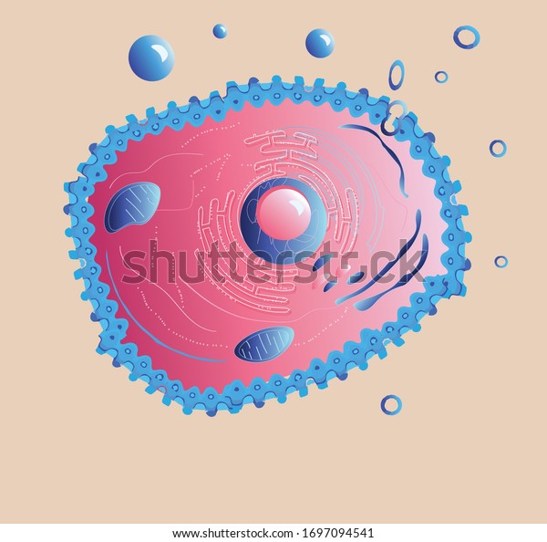 Schematic Illustration Cell Body All Essential Stock Vector (Royalty ...