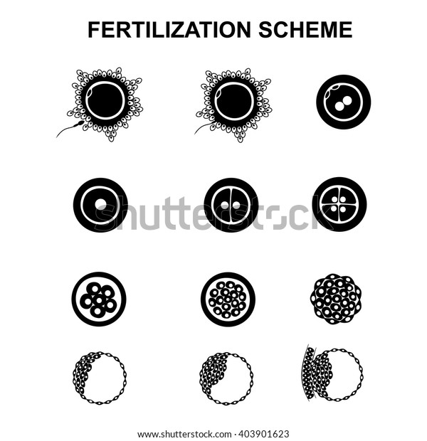 Schematic Image Fertilization Mammals Phases Embryo 스톡 벡터(로열티 프리 ...