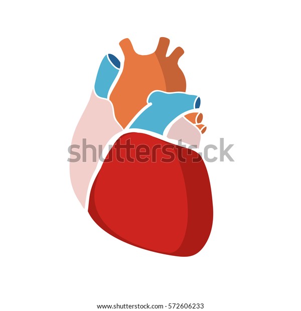 Schematic Representation Human Heart Color Image Stock Vector (Royalty ...