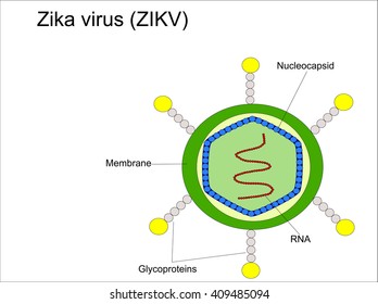 Schematic Structure Zika Virus: เวกเตอร์สต็อก (ปลอดค่าลิขสิทธิ์ ...