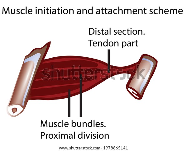 Scheme Beginning Attachment Muscle Simple Muscle Stock Vector (Royalty ...