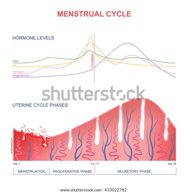 Unlabeled Female Menstrual Cycle Hormone Graph
