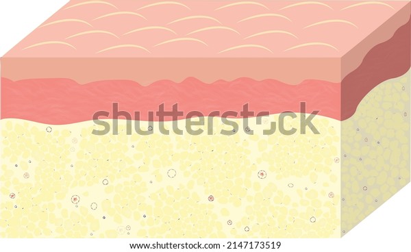 Scheme Normal Skin Histology Skin Layers: เวกเตอร์สต็อก (ปลอดค่า ...