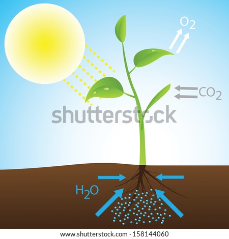 Scheme Photosynthesis Vector Illustration Stock Vector (Royalty Free ...