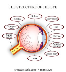 Scheme Structure Human Eye Vector Illustration Stock Vector (Royalty ...
