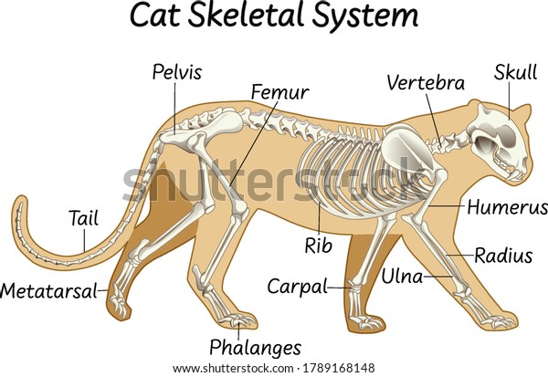 Science Cat Skeletal System Illustration: เวกเตอร์สต็อก (ปลอดค่า ...