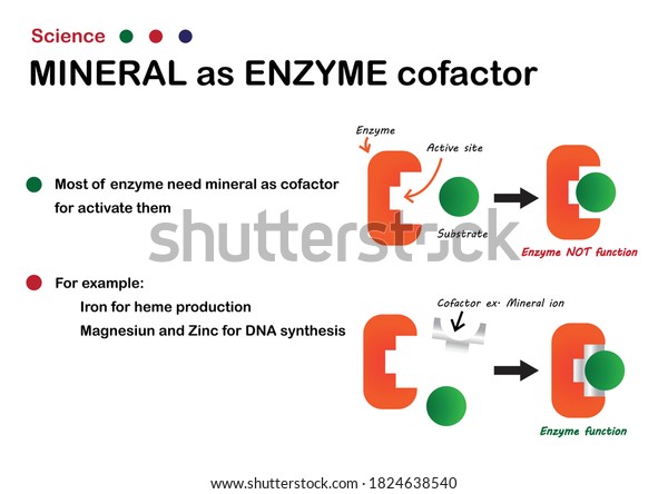 Science Diagram Explain Mineral Cofactor Coenzyme Stock Vector (Royalty ...