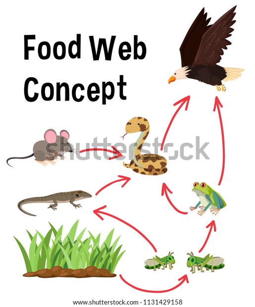 Science Food Web Concept Illustration Stock Vector (Royalty Free ...