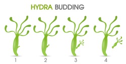 Outline Hydra Structure Diagram Vector Educated Outline Hydra