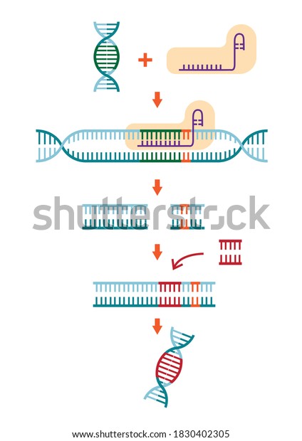 Science Illustration Show Process Crisprcas9 Cut Stock Vector (Royalty ...