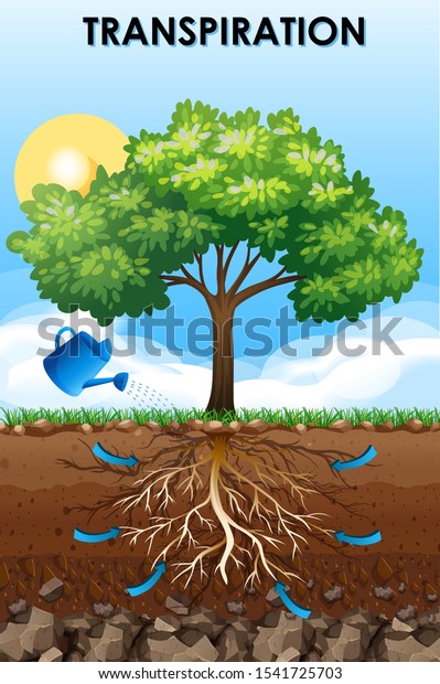 Science Poster Design Transpiration Illustration Stock Vector (Royalty ...