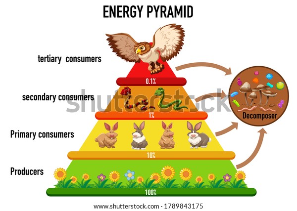 Science Simplified Ecological Pyramid Illustration Stock Vector ...
