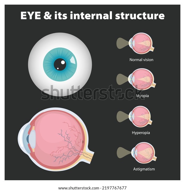 Scientific Illustration Internal Eye Stock Vector (Royalty Free ...