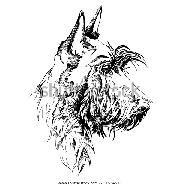 Scottish Terrier Dog Vector Illustration Stock Vector (Royalty Free ...
