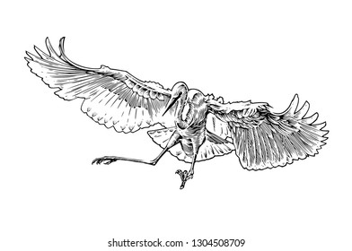 Scratch Board Illustration Bird Stock Vector (Royalty Free) 1304508709 ...
