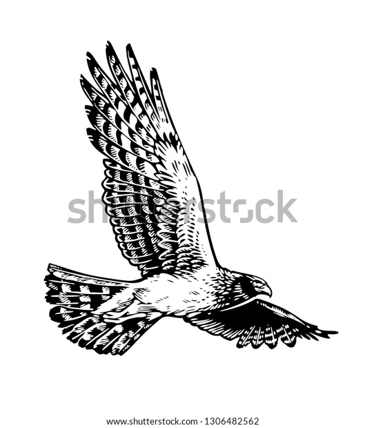 Scratch Board Illustration Hawk Stock Vector (Royalty Free) 1306482562 ...