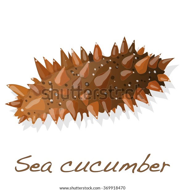Sea Cucumber Isolated On White Background Stock Vector (Royalty Free ...