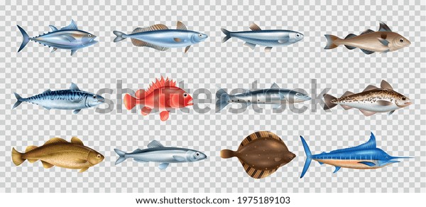 Sea Fish Realistic Transparent Set Different Stock Vector (Royalty Free ...