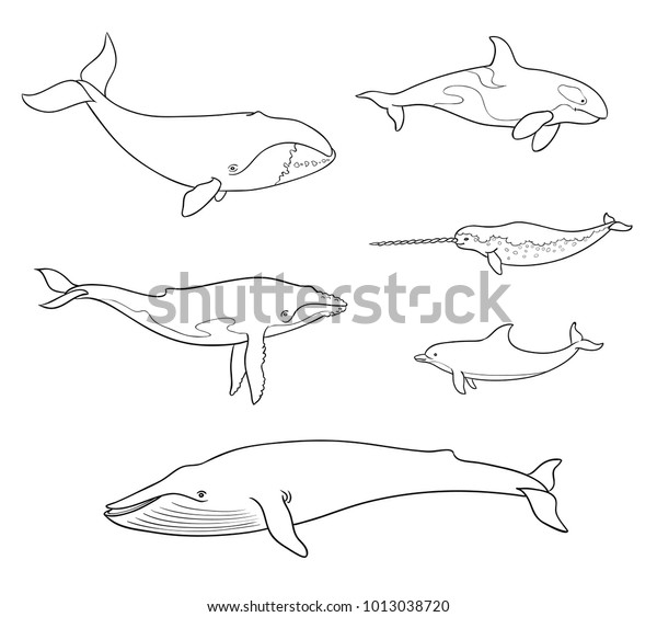 Sea Mammals Cetacea Outlines Different Whales Stock Vector (Royalty ...