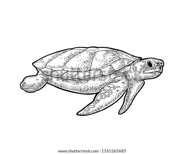 Sea Turtle. Engraving vintage vector black illustration. Isolated on ...