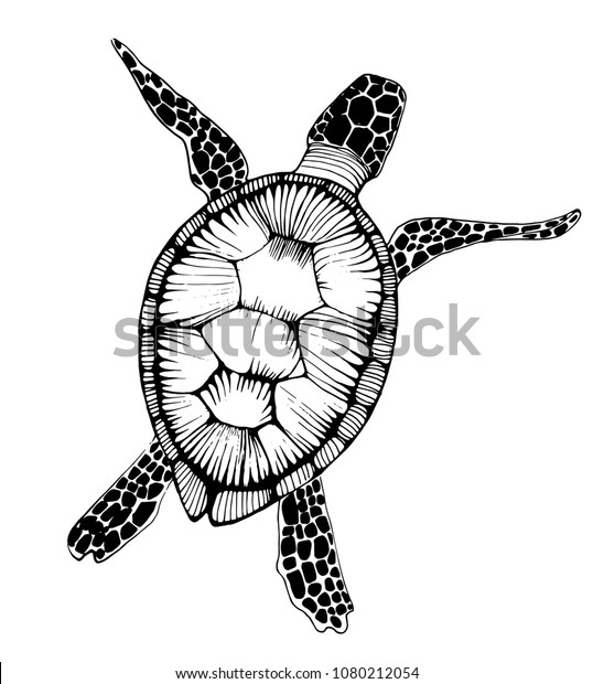 Sea Turtle Outline Isolated On White Stock Vector (Royalty Free) 1080212054