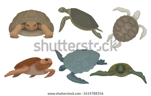 Sea Turtles Different Perspectives Isolated On Stock Vector (Royalty ...