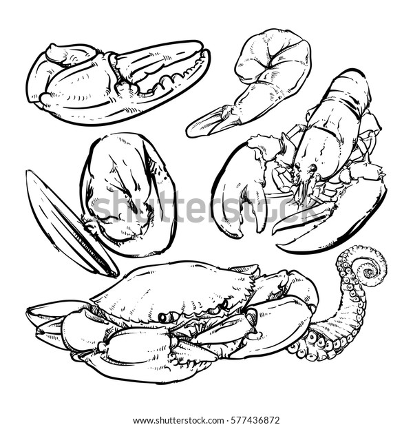 Seafood Outline On White Background Crab Stock Vector (Royalty Free ...