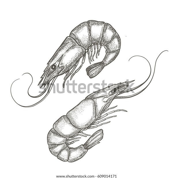 Seafood Prawns Hand Drawn Vector Illustrations Stock Vector (Royalty ...