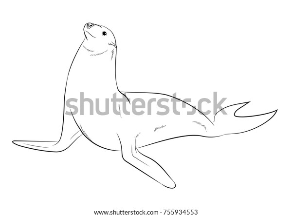 Seal Fish Drawing Vector Illustration Stock Vector (Royalty Free) 755934553