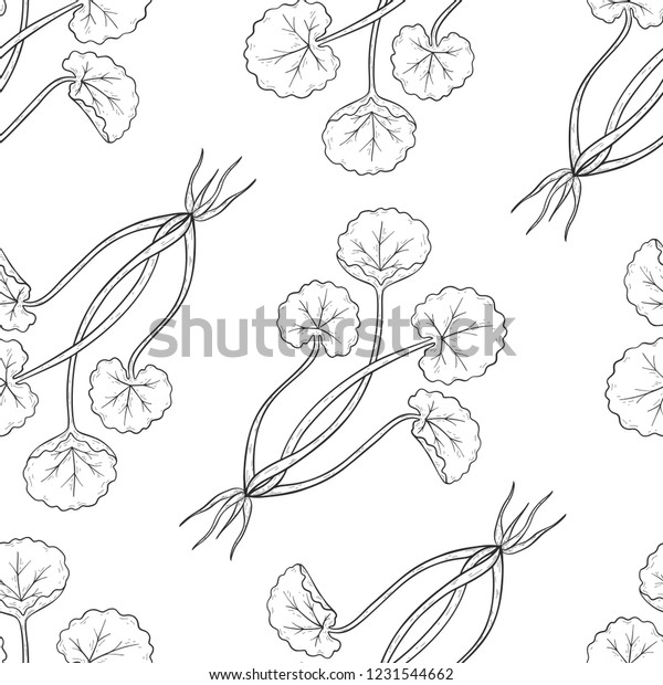 Seamless Pattern Centella Asiatica Known Gotu Stock Vector (Royalty ...