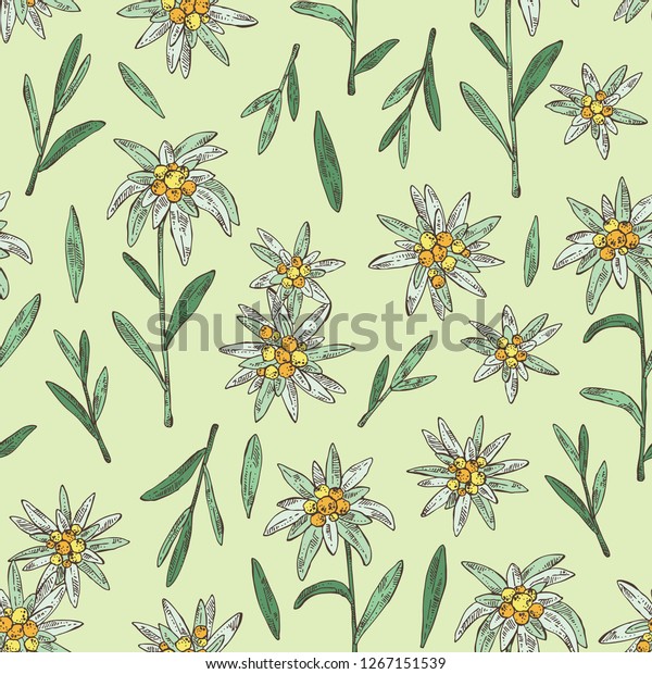 Vetor stock de Seamless Pattern Edelweiss Edelweiss Flowers Leaves ...