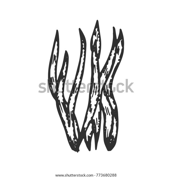 Seaweed Hand Drawing Vector Sketch Isolated Stock Vector (Royalty Free ...