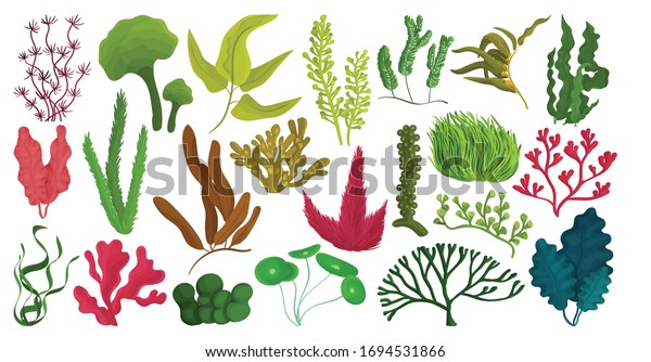 Seaweed Isolated Cartoon Set Icon Vector Stock Vector (Royalty Free ...