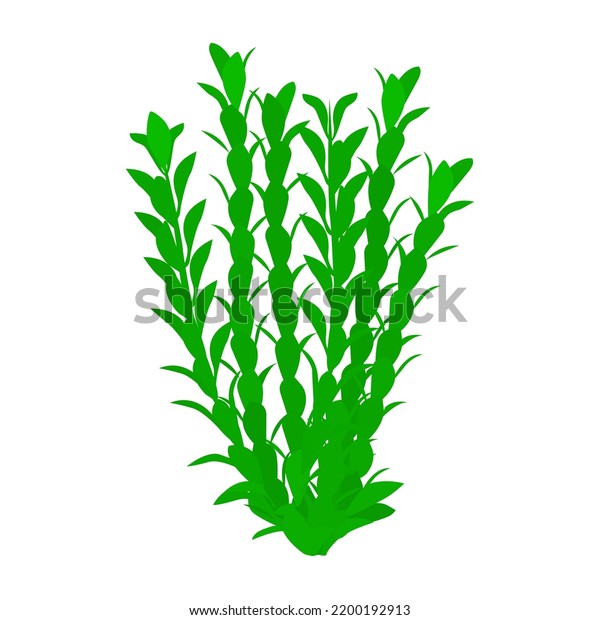Seaweed Isolated On White Backgroundcollection Different Stock Vector ...