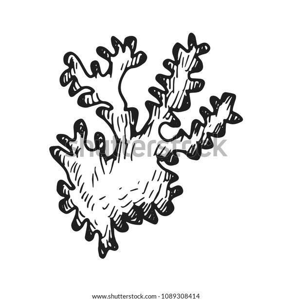 Seaweed Vector Sketch Hand Drawing Isolated Stock Vector (Royalty Free ...