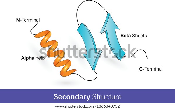 Secondary structure of proteins, Alpha helix and beta sheets, Protein ...