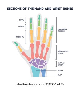 Sections Hand Wrist Bones Carpals Metacarpals 库存矢量图（免版税）2190047475 ...