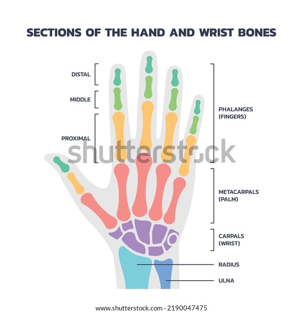 Sections Hand Wrist Bones Carpals Metacarpals 库存矢量图（免版税）2190047475 ...