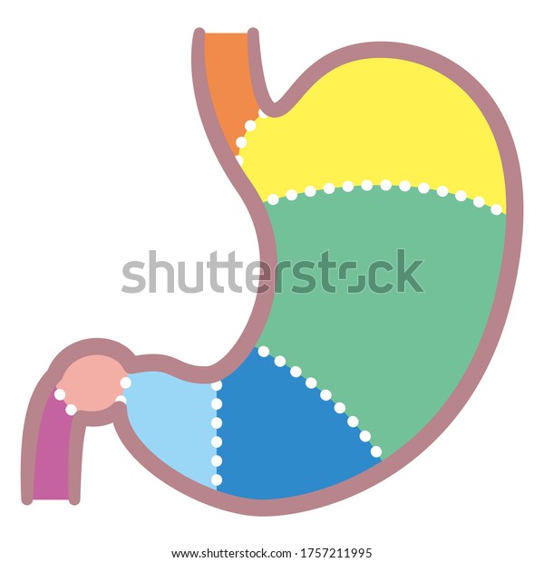 Sections of the stomach: duodenum, esophagus, sphincter and body. Human ...