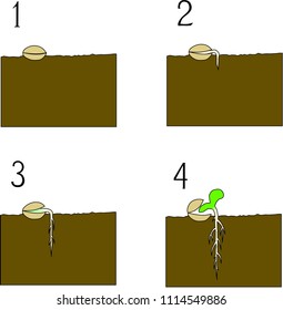 Seed Germination Process: เวกเตอร์สต็อก (ปลอดค่าลิขสิทธิ์) 1114549886 ...