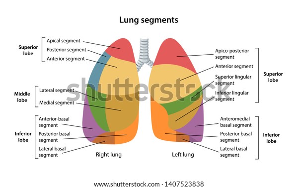 Segmental Anatomy Lungs Anterior View Lungs 스톡 벡터(로열티 프리) 1407523838