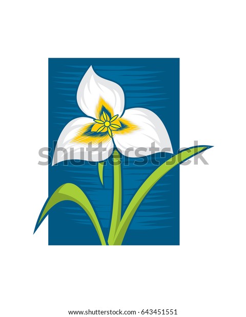 Sego Lily Utah Stock Vector (Royalty Free) 643451551