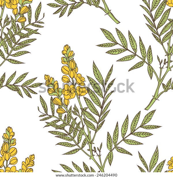 Senna Plant Vector Seamless Floral Pattern Stock Vector (Royalty Free ...