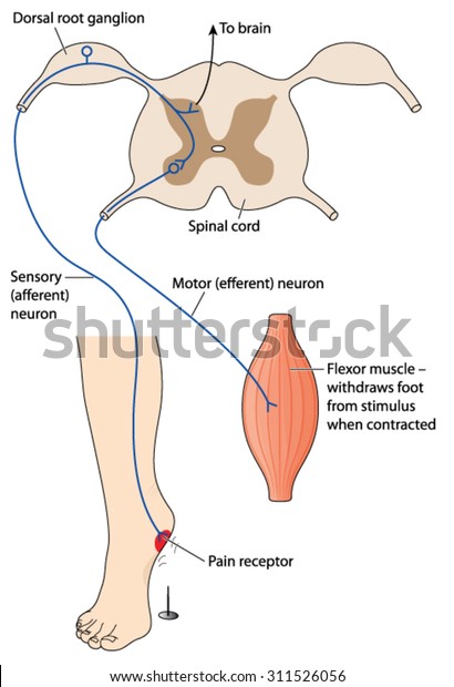 Sensory Nerve Message Pain Stimulus Crossing Stock Vector (Royalty Free ...