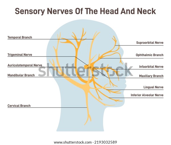 Sensory Nerves Head Neck Neural Coverage Stock Vector (Royalty Free ...