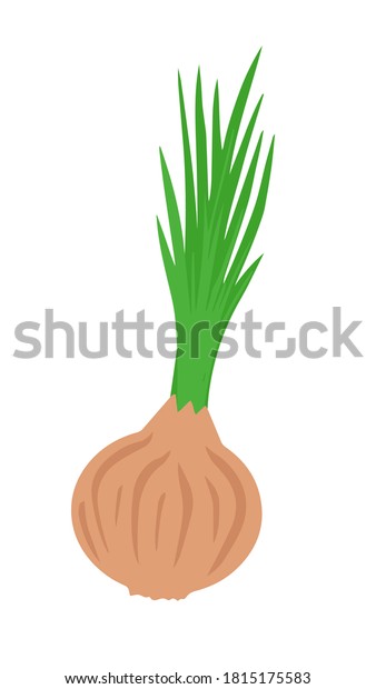 Separate Isolated Vegetables Cartoon Style Allium Stock Vector (Royalty ...