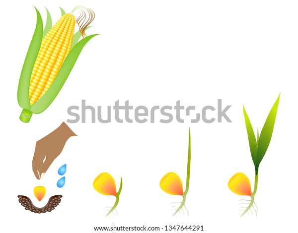 Sequence Corn Plant Growing Isolated On Stock Vector (Royalty Free ...