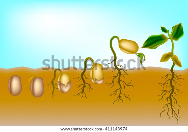 Sequence Seed Germination Growth Seeds Stock Vector (Royalty Free ...