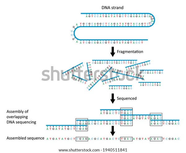 Sequencing Large Dna By Reading Many Stock Vector (Royalty Free ...